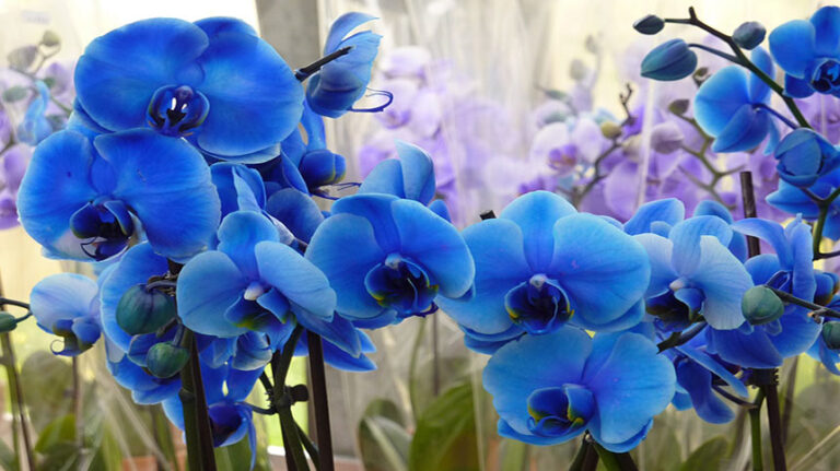 🌼 12 fleurs chinoises : traditions et symboliques culturelles - Chinois ...