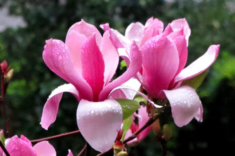 🌼 12 fleurs chinoises : traditions et symboliques culturelles - Chinois ...