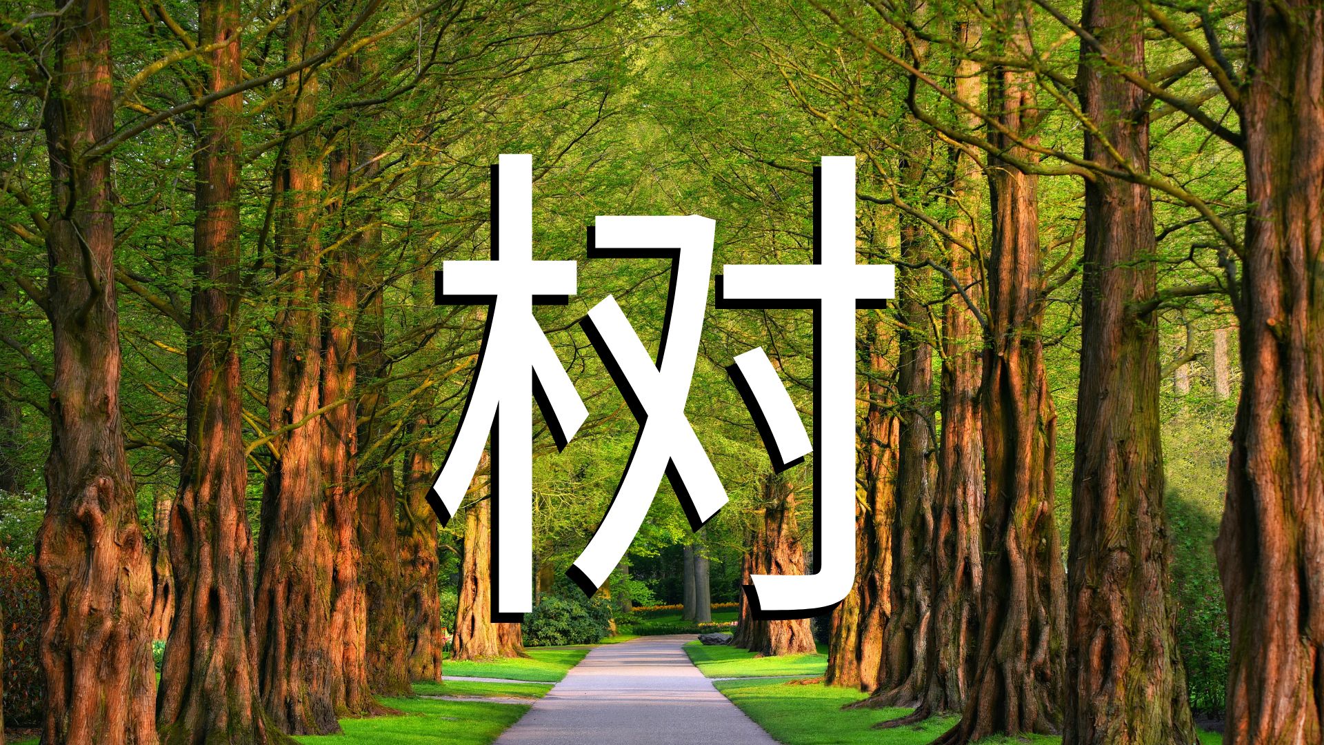 Comment dire arbre en chinois - Origine et traduction du mot 树 (shù)