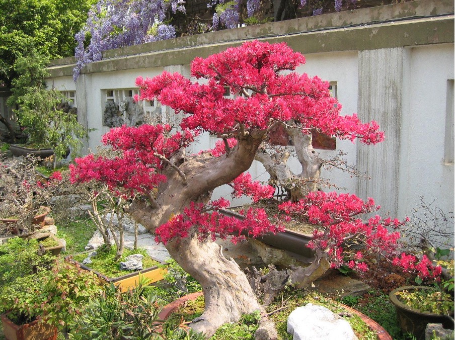 Comment dire arbre en chinois - Origine et traduction du mot 树 (shù)